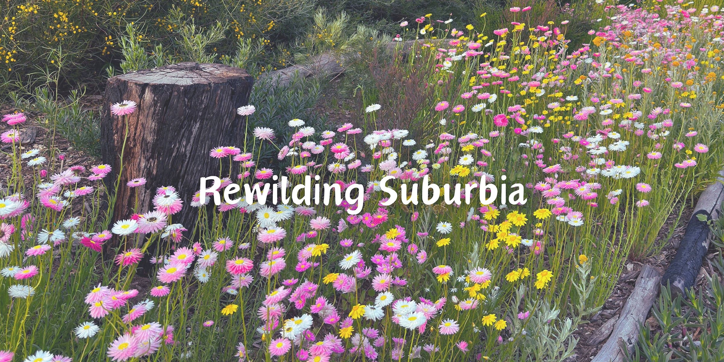 Mel Logozzo | Rewilding Suburbia